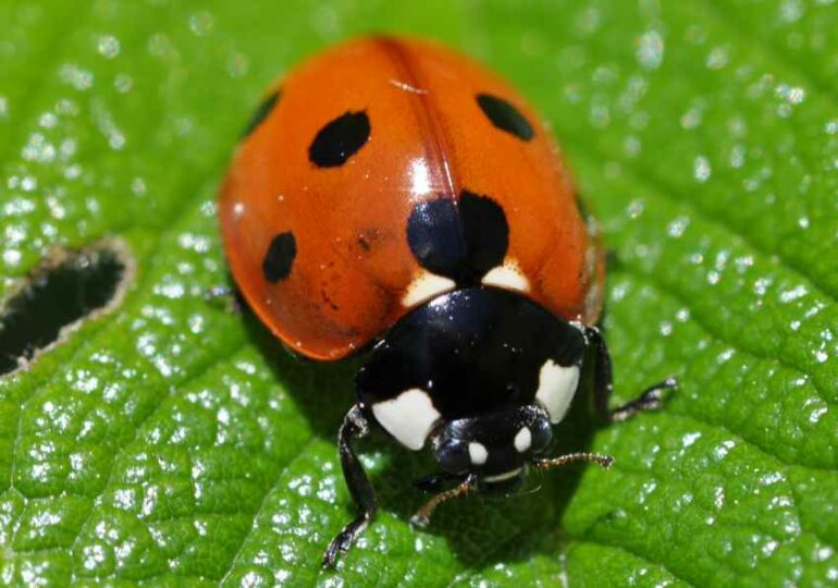 Berušky: Malí, Barevní a Užiteční Brouci. – Ahoj Magazín