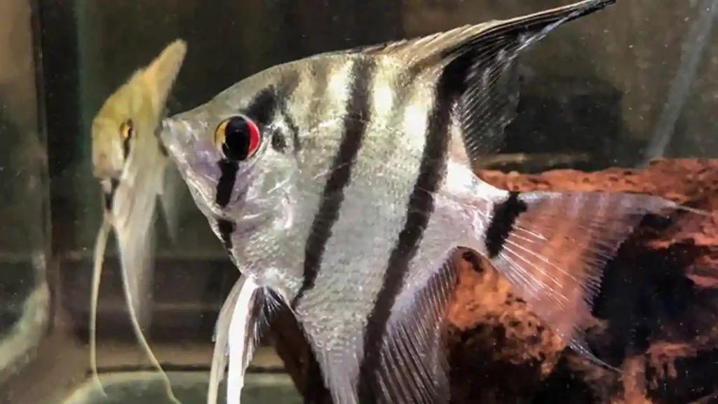 Objevte Krásu a Eleganci Skalár: Akvarijní Ryby, Které Oživí Vaše ...